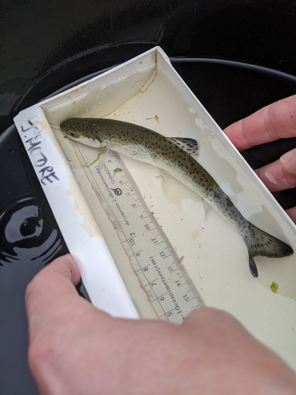Studying Juvenile Salmon in the Cluxewe River Estuary | Estuary Resilience