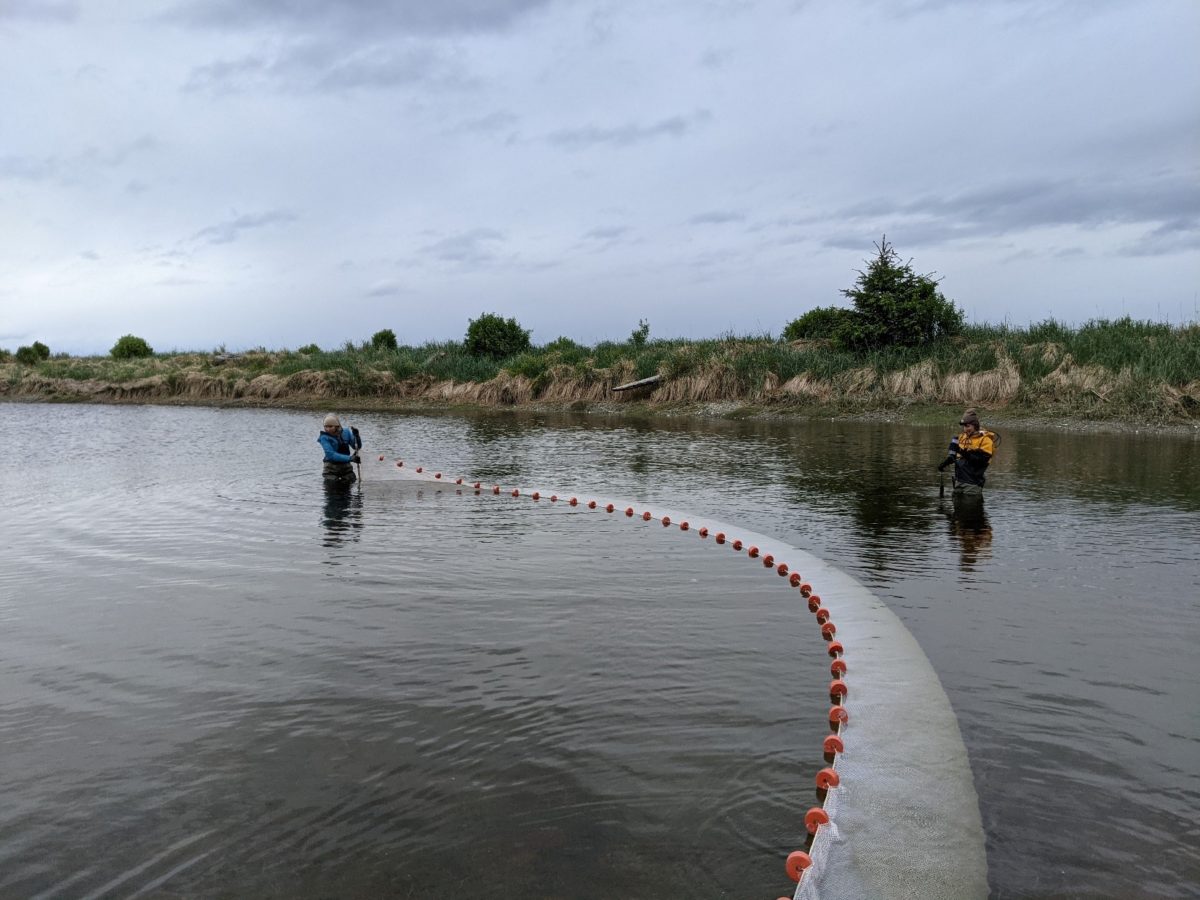 Studying Juvenile Salmon in the Cluxewe River Estuary | Estuary Resilience