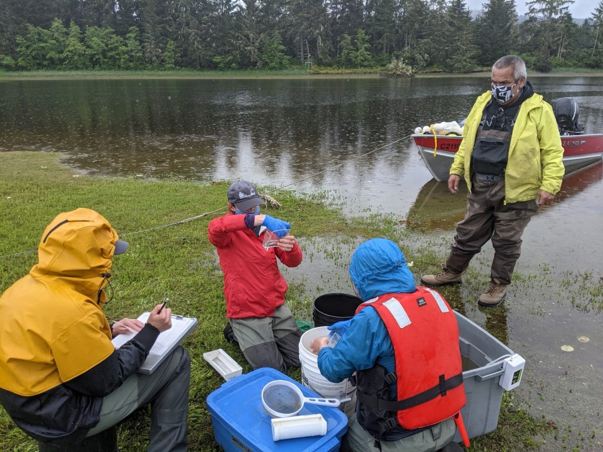 Studying Juvenile Salmon in the Cluxewe River Estuary | Estuary Resilience